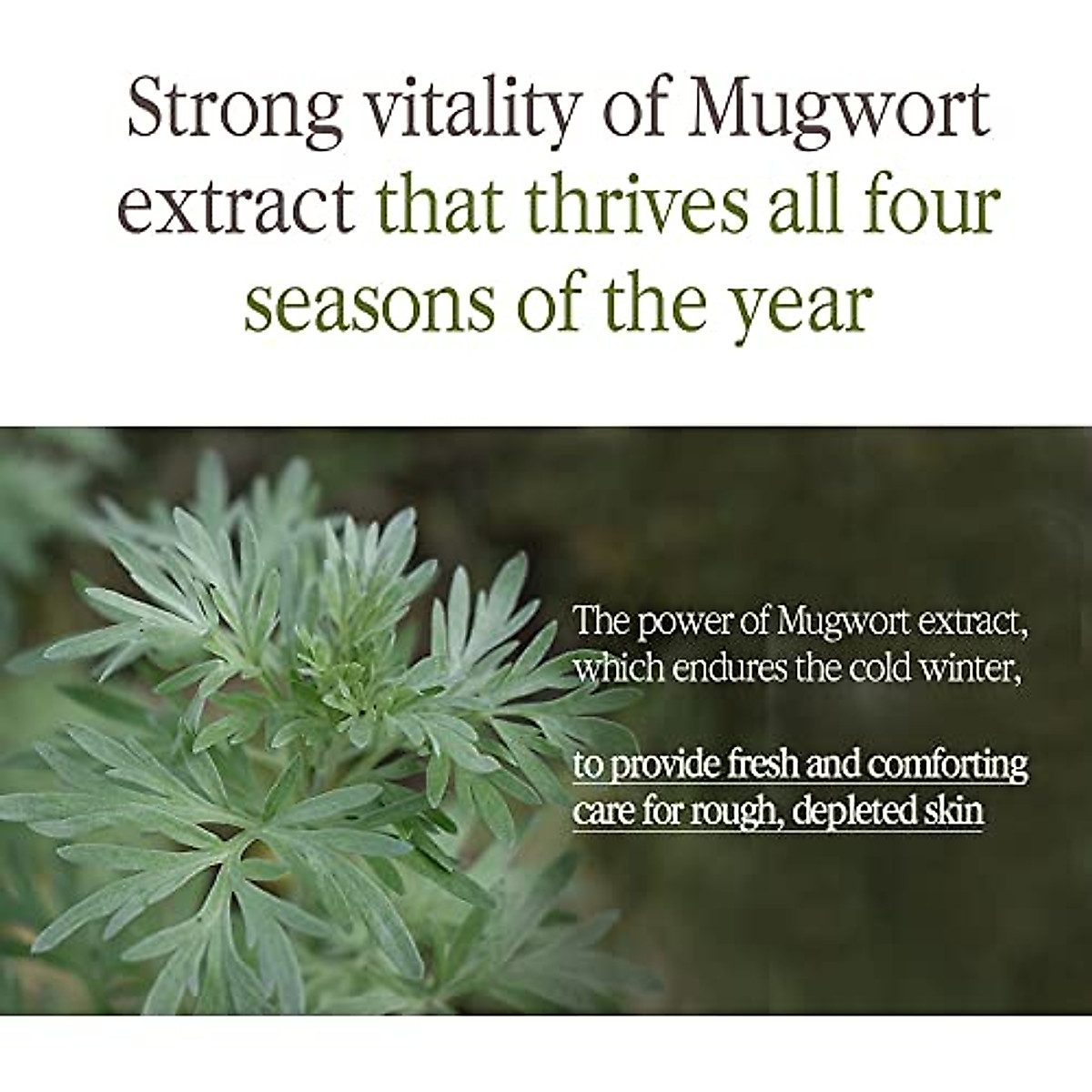 yunkang Yul Black Tea Enriched Cream, Korean Anti-Aging Face Cream Moisturizer for Women, Wrinkle Care, Skin Brightening with Peptide and Adenosine 60ml