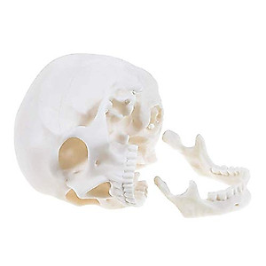 Thuepak Human Bones Skull Anatomy Model Resin Life Size Skeleton Heads Replica for Science Education Gift Decoration Halloween Christmas