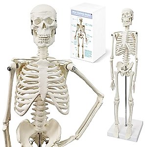 2024 New HADWYN Scientific Human Body Model for Anatomy,Human Skeleton Model,Full Body 17.7“ High with Movable Arms and Legs Bones Structures,Whole Spine and Ribs of The Skeleton Model are Integrated