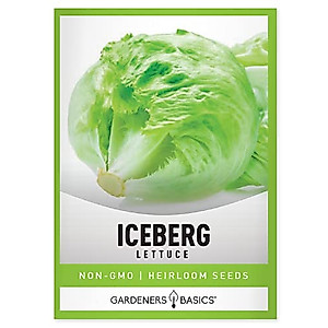 Iceberg Lettuce Seeds for Planting - (Head) Heirloom, Non-GMO Vegetable Variety- 2 Grams Seeds Great for Spring, Summer, Fall, Winter Garden and Hydroponics by Gardeners Basics