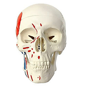 Mini Human Skull Model W/Muscle Insertion and Origin Painted, 3 Parts Palm-Sized Anatomy Skull Model with Removable Skull Cap & Full Set Teeth, School Teaching-Learning Tool