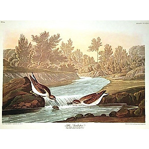 Little Sandpiper. From"The Birds of America" (Amsterdam Edition)