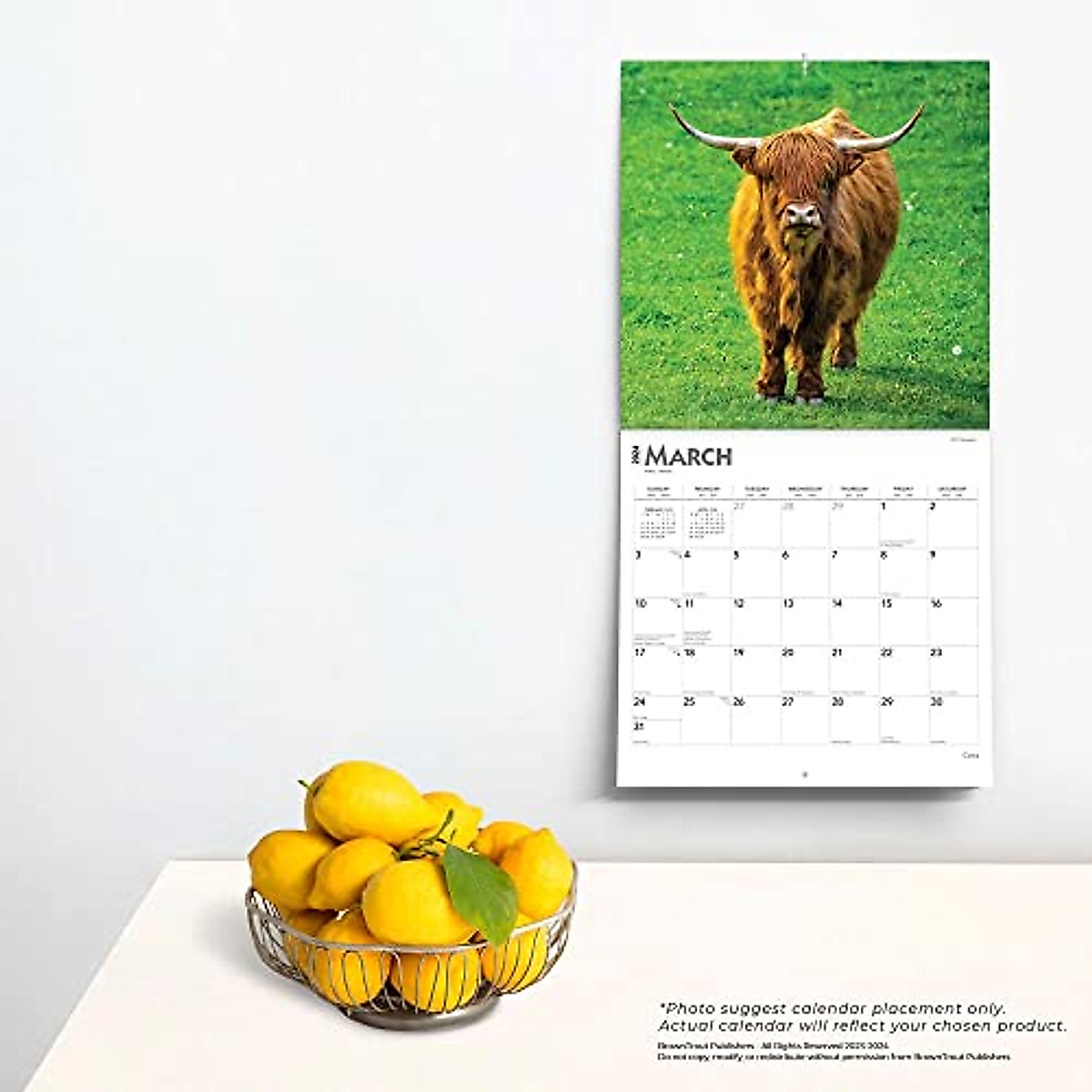 Cows | 2024 12 x 24 Inch Monthly Square Wall Calendar | BrownTrout | Domestic Farm Animals