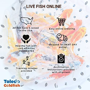Toledo Goldfish Fantail Goldfish from, Variety of Colors and Patterns - Perfect for Ponds or Aquariums - 3-4 Inches, 25 Count