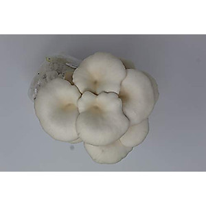 Forest Origins Specialty Trio Oyster Mushroom Grow Kit 3-Pack Variety - Beginner Friendly & Easy to Use, Grows in 10 Days | Handmade in California, USA | Top Gardening Gift, Holiday Gift & Unique Gift