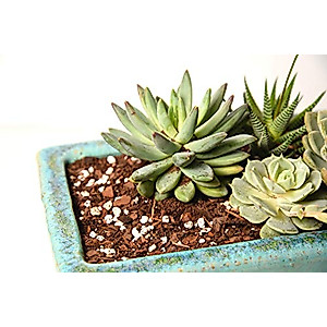 All Natural Succulent and Cactus Soil Mix by Perfect Plants | Made in The USA | 4 Quarts for All Succulent Varieties | Formulated for Proper Drainage
