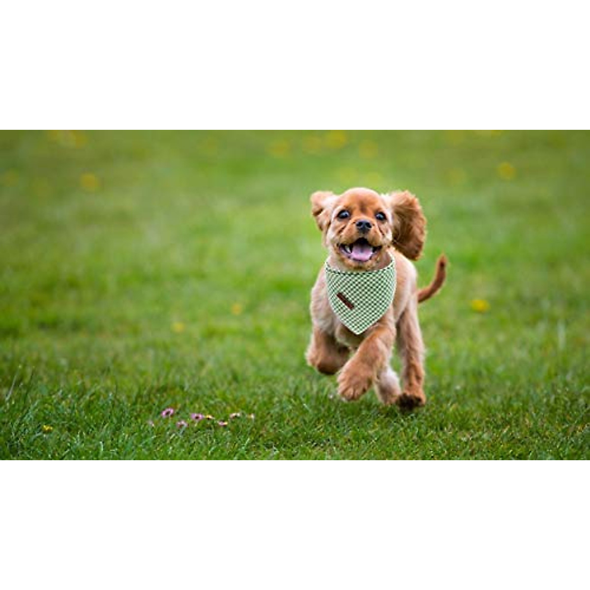 Lionet Paws Dog Bandana for Small Medium Large Dogs, Cat Dog Kerchief Dog Triangle Bibs Scarf for Girl or Boy