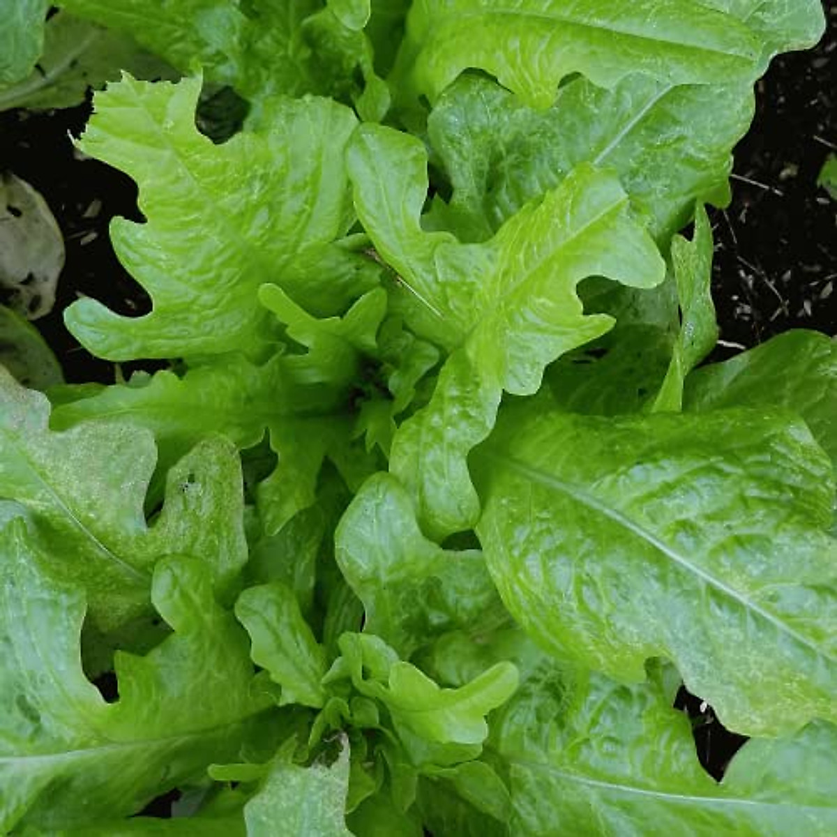 CHUXAY GARDEN Oakleaf Lettuce,Green Oak Leaf Lettuce Seed 100 Seeds Green Non-GMO Organic Vegetable Healthy Delicious Vegetable Fast Growing