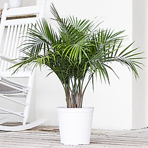 United Nursery Majesty Palm Live Plant, Outdoor and Indoor Live Palm Tree, Low Maintenance Easy Care Outdoor Indoor Tropical Palm Tree 3 Feet Tall Shipping Size