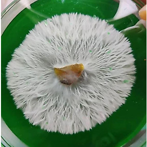 Booming Acres 70mm Potato Dextrose Yeast Colored Agar Cup 15 Pack | Premade Prepoured Sterile Agar Cups