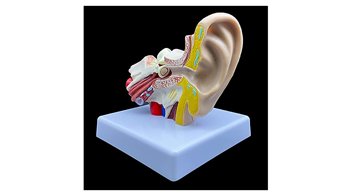 1.5X Enlarged Human Ear Model for Anatomy Study