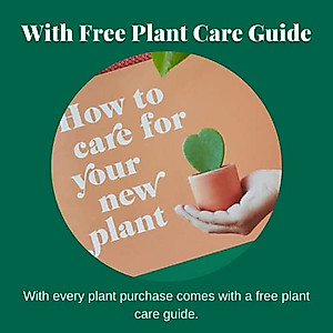HOUSE PLANT SHOP | Air Purifying Variety Bundle - 3" Pot | Live Indoor Plant | Easy to Care | Natural Décor Plant | Great Gifts | Free Care Guide