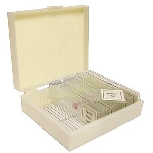 Vision Scientific VSH118 Prepared Slide Set – Meiosis (Set of 7)