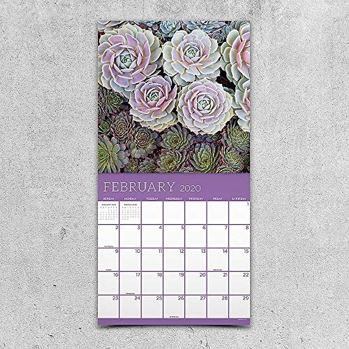 2020 Succulents Wall Calendar