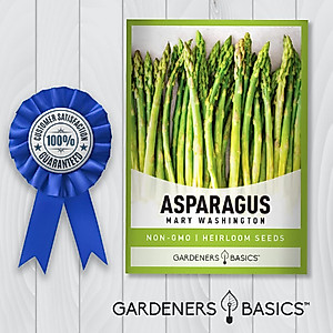 Gardeners Basics, Asparagus Seeds for Planting - Mary Washington Non-GMO Perennial Vegetable Variety- 2 Grams Seeds Great for Spring and Early Summer Gardens