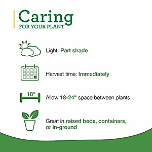 Bonnie Plants Peppermint Live Edible Aromatic Herb Plant - 4 Pack, Pet Friendly, Low Light, Part Shade