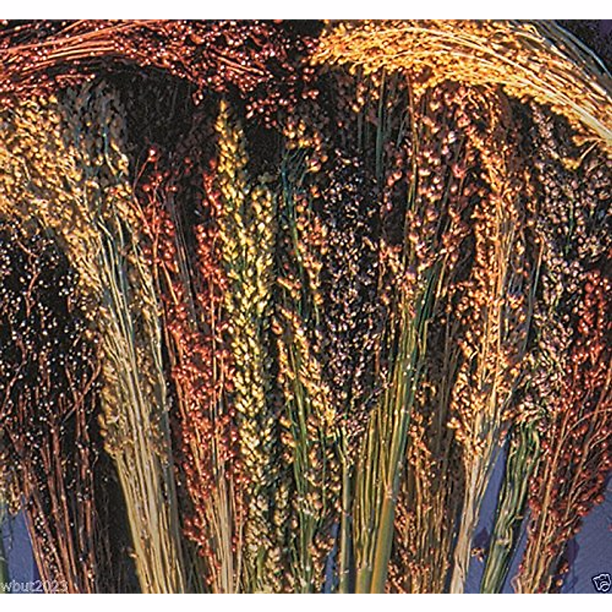 BROOM CORN SEEDS - Sorghum vulgar Mixed,Cream,Gold,Red, Brown,Burgundy and More(3000 Seeds)
