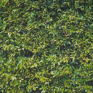 7 * 5Ft 3D Green Leaves Photography Backdrops Party Decoration Photo Background DIY Grass Backdrop Wall for Pictures Photo BoothHome Decorations