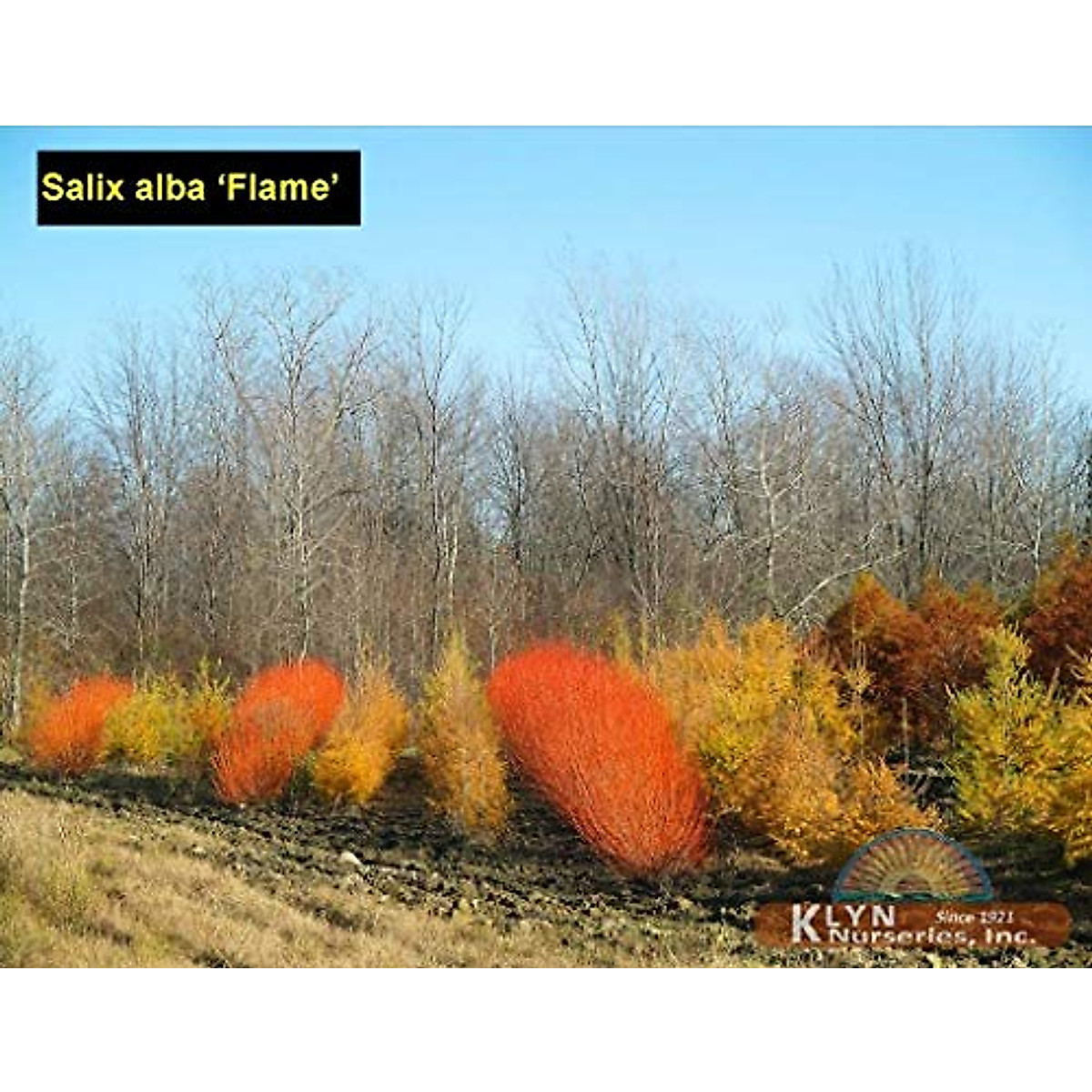 4 Flame Willow Tree Cuttings - Vibrant Orange and Red Bark - Unique Trees to Grow