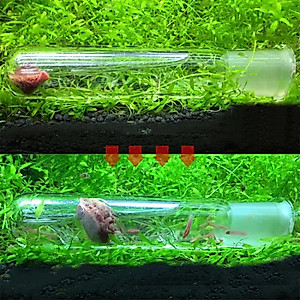 Planaria Trap Leech & Flatworm Trap/Catcher for Shrimp Tank or Aquarium by Awesome Aquatic (Combo 1 ea Glass 3 / Plastic 8 Hole)