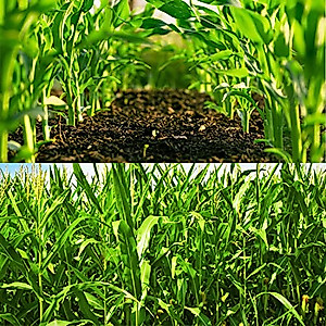 200 pcs "Peaches and Cream" Bi-Color Sweet Corn Seeds, Non GMO & Heirloom Seeds, Peaches & Cream Zea Mays Seeds