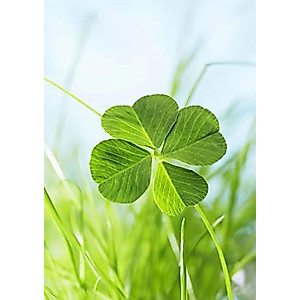 ATVADA Four Leaf Clover Seeds 300 Pcs Ground Dwarf Cover Garden Subterranean Micro Clover Seeds for Lawn