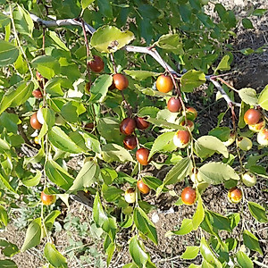 Ziziphus Mauritiana Seeds Indian Jujube Perennial Drought Tolerant Attracts Pollinators Evergreen Garden Outdoor 8Pcs Tree Seeds by YEGAOL Garden