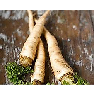 Parsnip, Harris Model, Heirloom, Non GMO, 50+ Seeds, Parsnip Seeds
