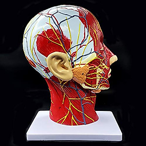 Human Head Anatomical Model Life-Size Nasal Cavity Throat Brain Anatomy for Science Classroom Study Display Teaching Model