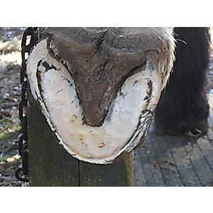 Basic Horse Hoof Trimmer Set - Battery Powered – Requires 20 Volt Battery Not Included