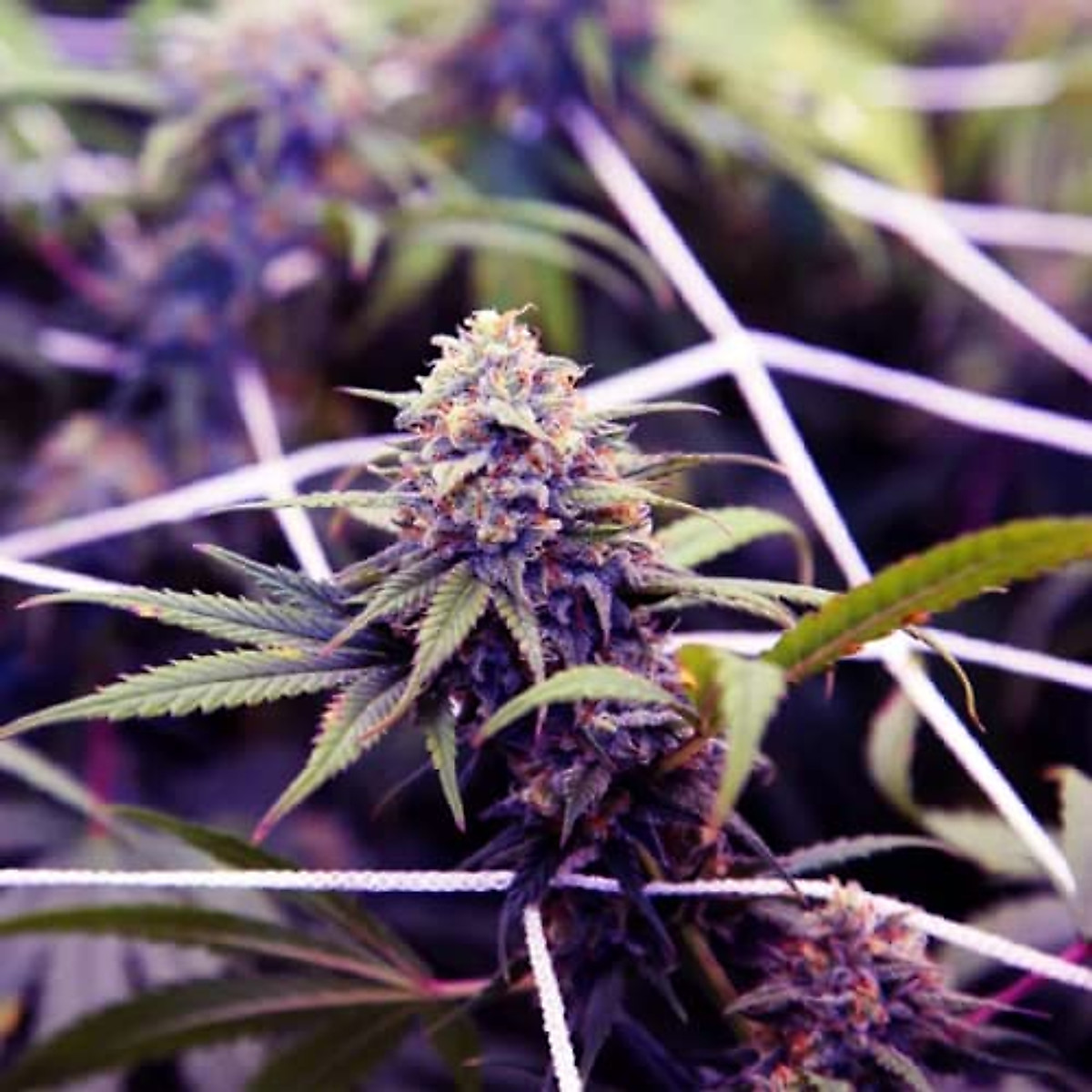 BBF IT Garden Trellis Netting - Heavy Duty Elastic Nylon Cord with Reach Through Mesh 5ft x 350ft (6''inch)