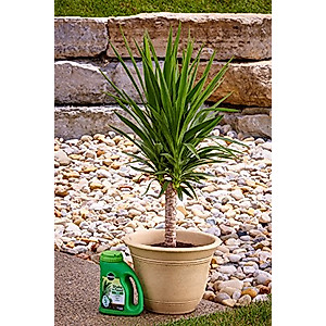 Miracle-Gro 3002910 Shake 'N Feed Continuous Release Palm Plant Food