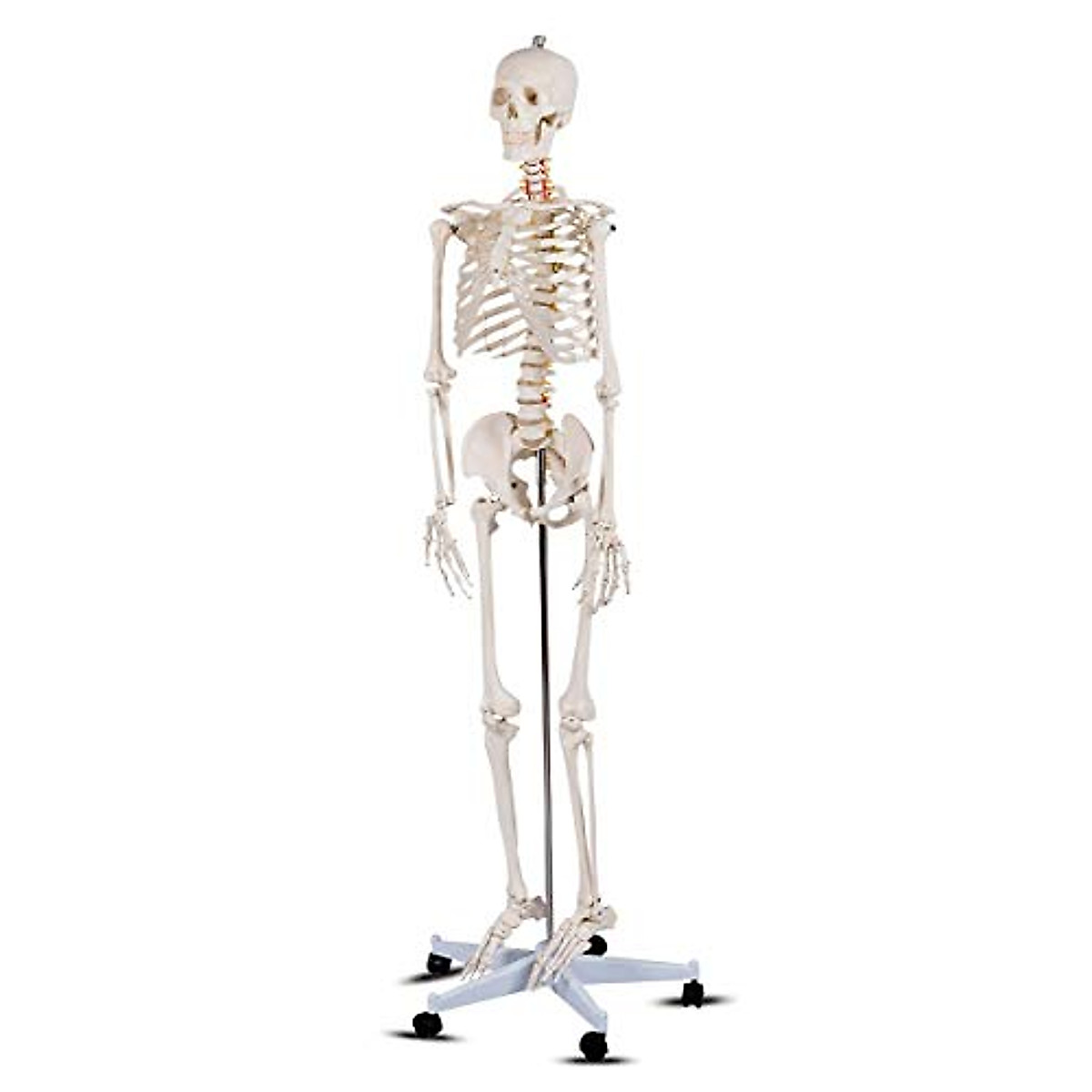 HAPPYGRILL 5.9FT Human Anatomical Anatomy Skeleton Life Size Full Body Skeleton with Rolling Stand for Teaching