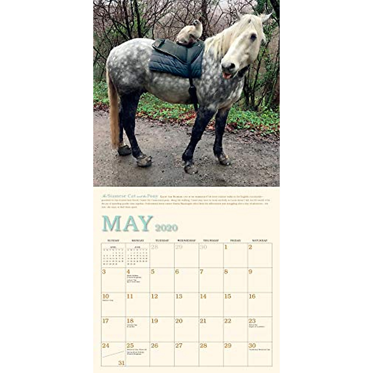 Unlikely Friendships Wall Calendar 2020