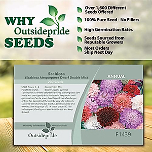 Outsidepride Annual Scabiosa Dwarf Double Pincushion Garden Cut Flower Mix for Arrangements, Drying, & Pressing - 200 Seeds