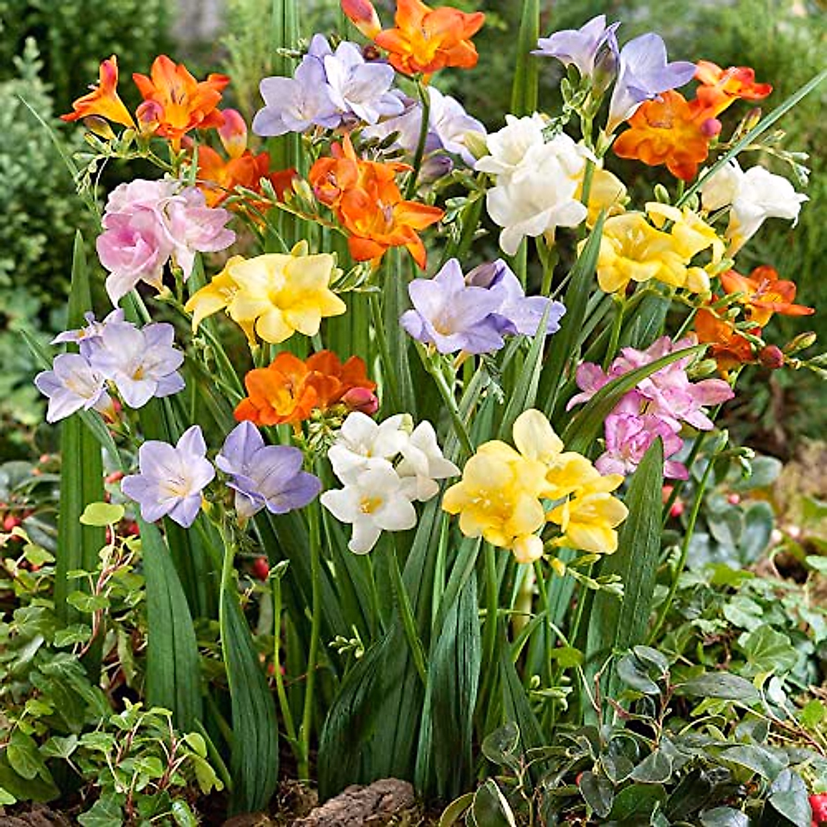 Outsidepride Freesia Garden Cut Flower Seed Mix for Vases, Bouquets - 100 Seeds