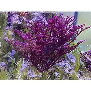 Live Saltwater Plant Red Bush Gracilaria Macro Algae - 1 Inch Frag