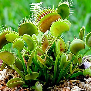 Sphagnum Moss Potting Mix Soil for Carnivorous Plants, Potting Orchid, Sarracenia, Pitcher Plants, and More, All Natural (1 Qt)