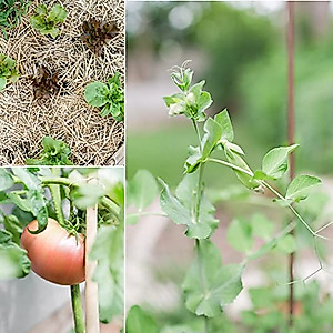 Sereniseed Certified Organic Vegetable Seed Collection (10-Pack) – 100% Non GMO, Open Pollinated Varieties