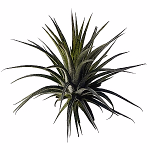 Ionantha Guatemala Tillandsia Air Plant, Guatemala Tillandsia Live Airplant, Healthy Arrival Guaranteed, Great Indoor Plant (Black)