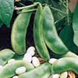 Lima Bean, Henderson Bush, Non GMO, 21+ Seeds, Great Tasting and Healthy