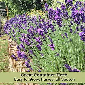 Clovers Garden English Lavender (Lavandula) Hidcote Blue Plants – Two (2) Live Plants – Non-GMO - Not Seeds - Each 4" to 8" Tall – in 4" Inch Pots - Compact Growth