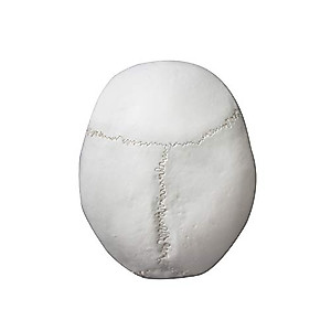 Vision Scientific VAL207-A Life-Size Human Skull – 3 Parts | Medical Grade, Features Joints, Sutures, Fissures, Joints, Foramina and Processes | Removable Skull Cap, Full Dentition | W Manual