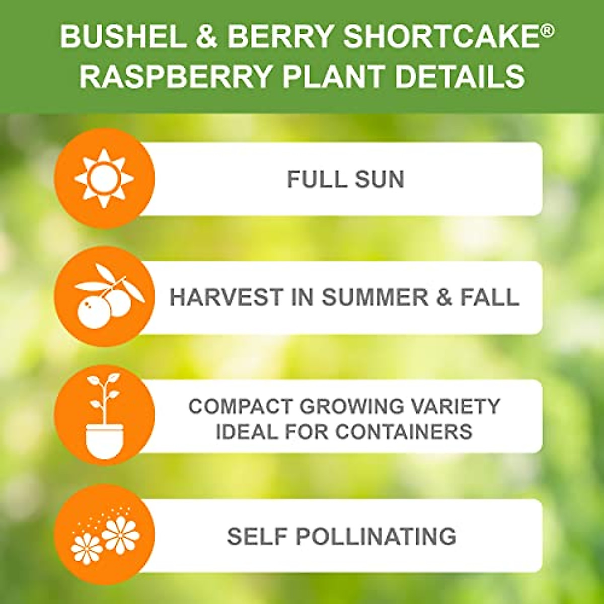 Bushel and Berry Raspberry Shortcake® Raspberry Bare Root for Planting, Non-GMO (Bag of 1)