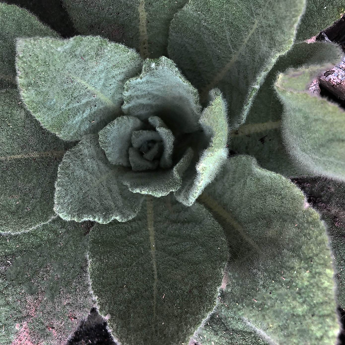 Bulk Mullein Seeds (Verbascum thapsus) 500 Seeds (0.5 Grams) - Aaron’s Rod, Great Mullein, Common Mullein, Velvet Plant, Toilet Paper Plant
