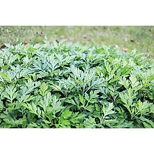 TKE Farms & Gardens - Mugwort Seeds for Planting, 500 mg, 4000+ Heirloom Seeds, Non-GMO, Instructions Included, Artemisia vulgaris, Qty 1