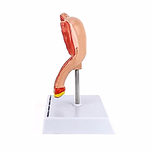 QWORK Human Female Uterus and Ovary Model, Female Genital Organ, Reproductive Organ Model, Uterine Medical Teaching Anatomical Gynecology Uterus and Ovary Model, Human Anatomy Replica