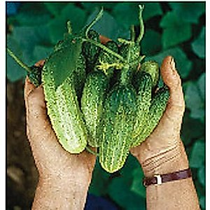Northern Pickling Cucumbers Seeds (20+ Seeds) | Non GMO | Vegetable Fruit Herb Flower Seeds for Planting | Home Garden Greenhouse Pack