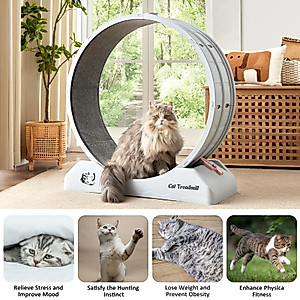 EXQ Home Cat Exercise Wheel, 31.5 Inch Cat Treadmill for Indoor Cats, Plastic Cat Wheel with Noiseless Carpeted Runway, Cat Running Wheel for Cat's Fitness & Health (Grey)