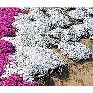 2000+ White Creeping Thyme Seeds for Planting Thymus Serpyllum - Heirloom Ground Cover Plants Easy to Plant and Grow - Open Pollinated